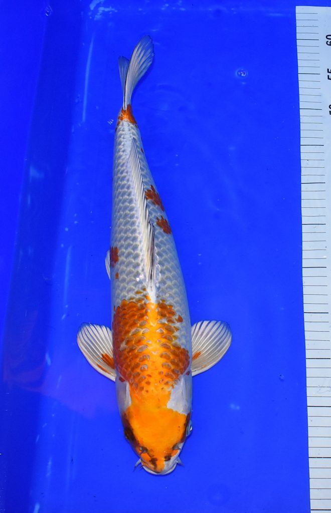 KOI 40-50cm – KOI Leitgeb